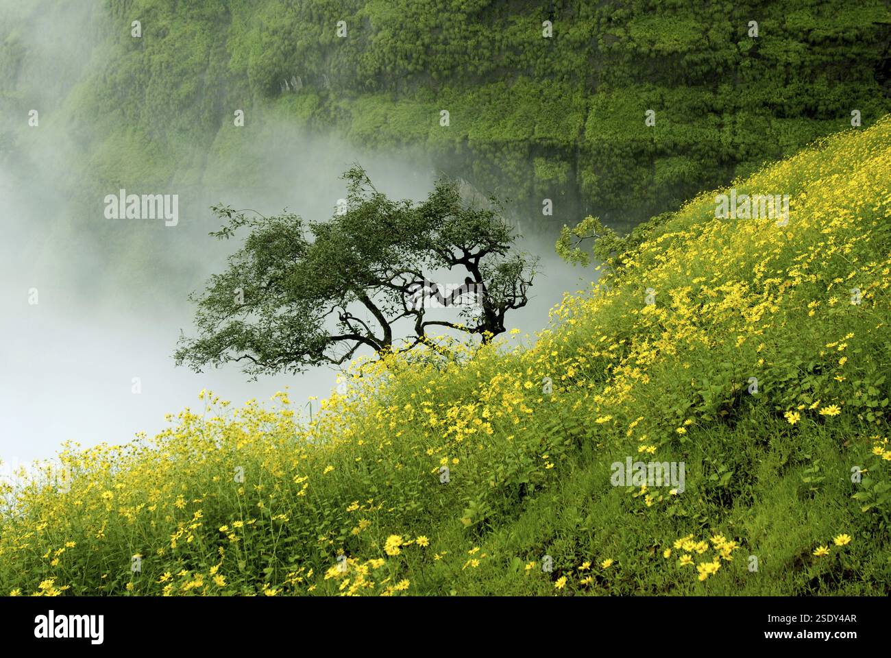 Western Ghats Sahyadri range mountain green valley with yellow flowers ...