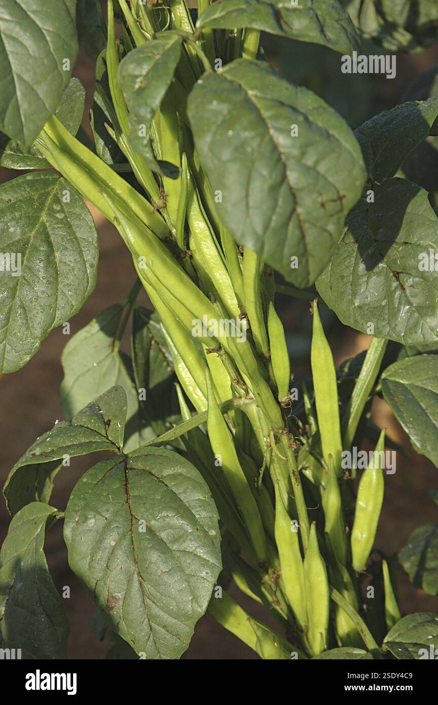 Vegetable, Cluster (Gawar) Beans, Botanical Name Cyamopsis ...