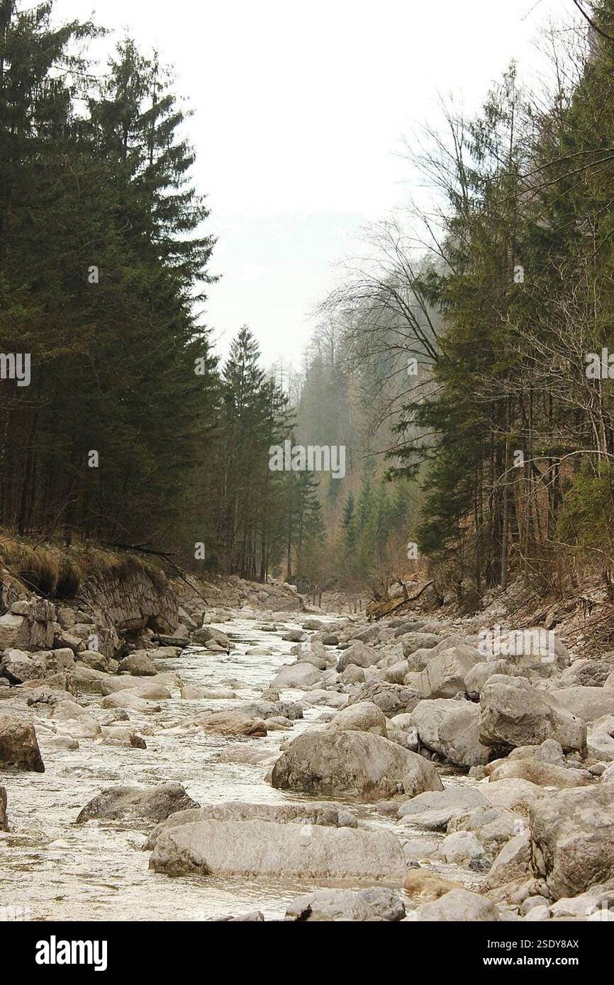 Serene Mountain Stream Flowing Through a Rocky Forest Landscape ...