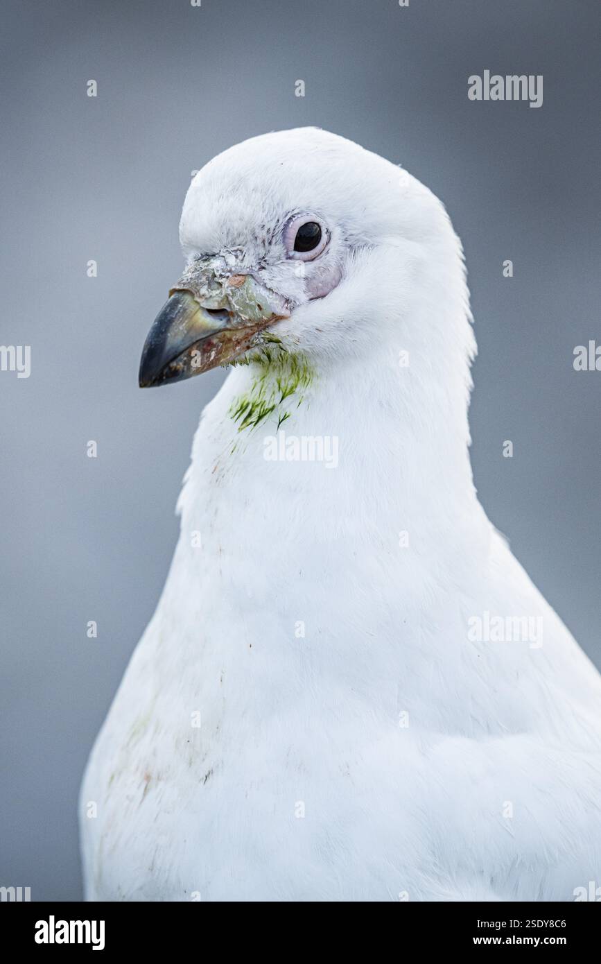 White-faced sheathbill (Chionis alba), Bleaker Island, Falkland Islands ...