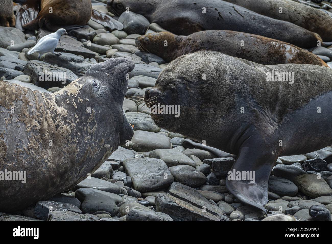 Male Southern elephant seal (Mirounga leonina) and male maned seal ...