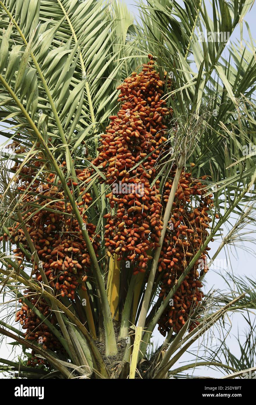Red dates palm Botanical name Phoenix Sylvestris Roxb in kutch, Gujarat ...