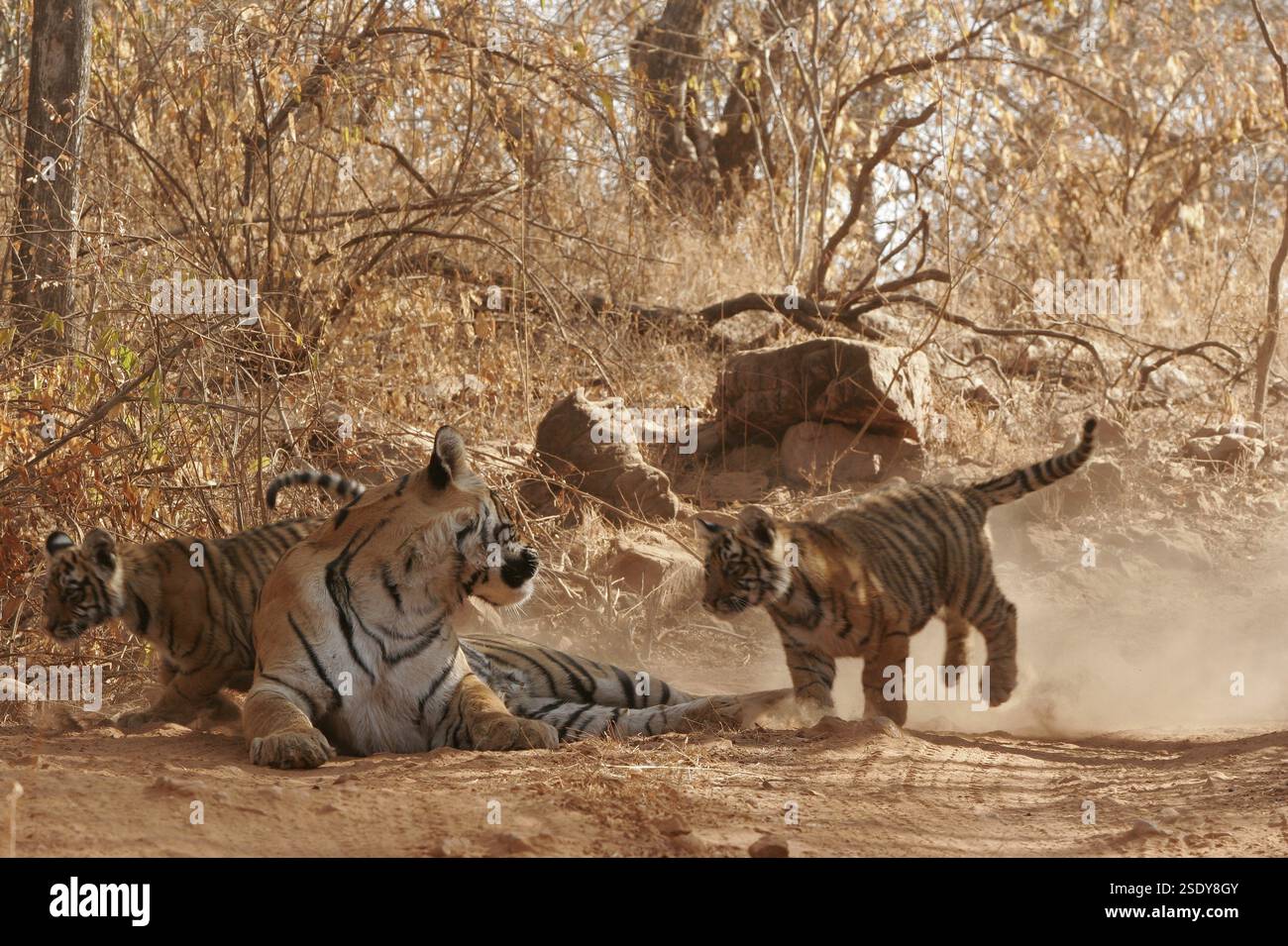 Tigress with cubs Panthera tigris sitting, Ranthambore National Park ...