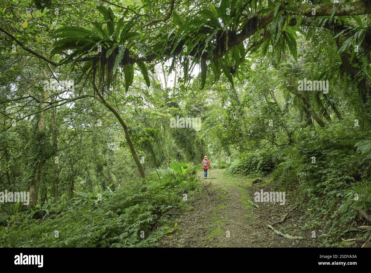 Hiking trail to Mount Liyu, tropical rainforest in Chinan National ...