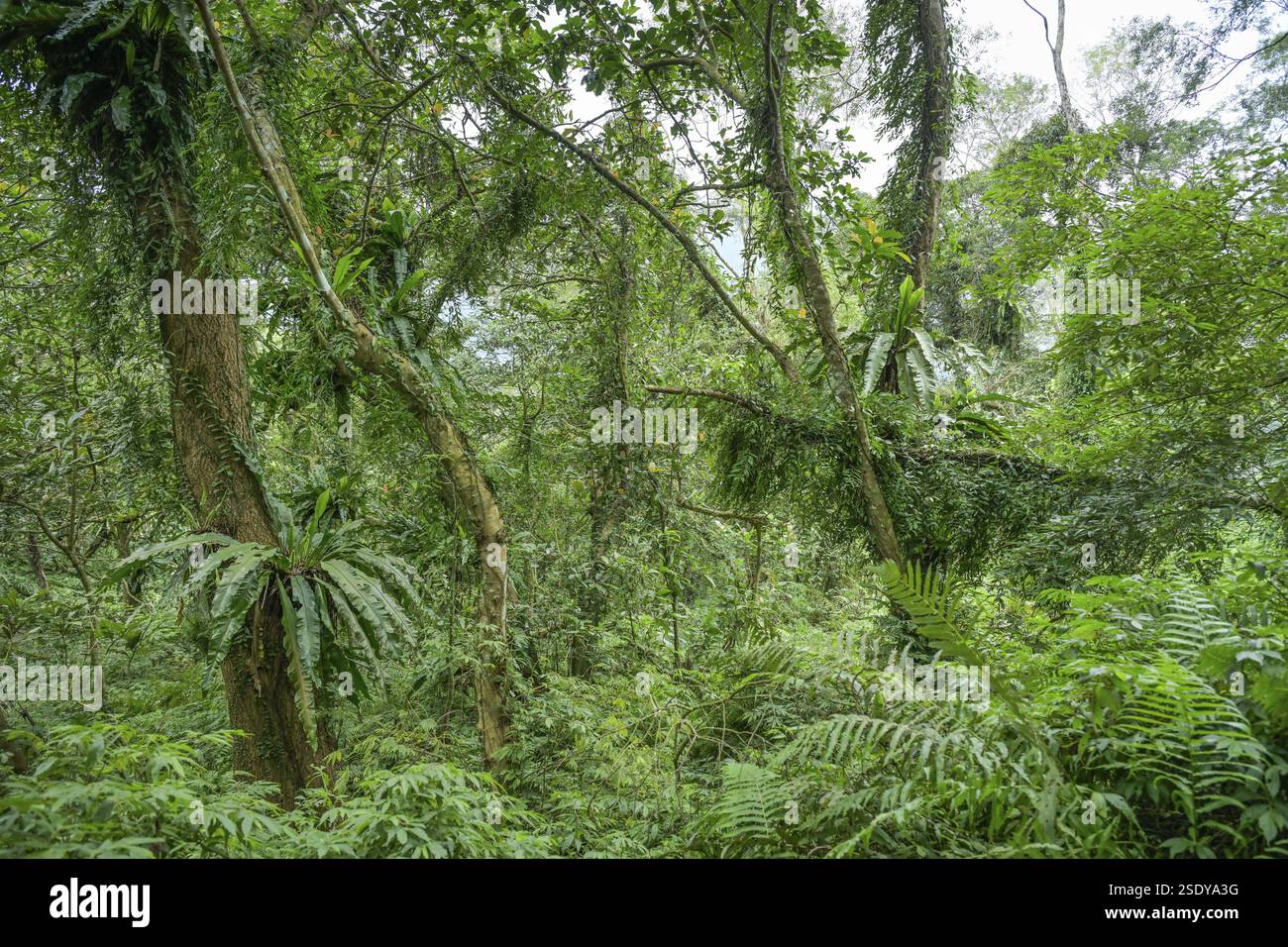 Tropical rainforest in the Chinan National Forest Recreation Area ...