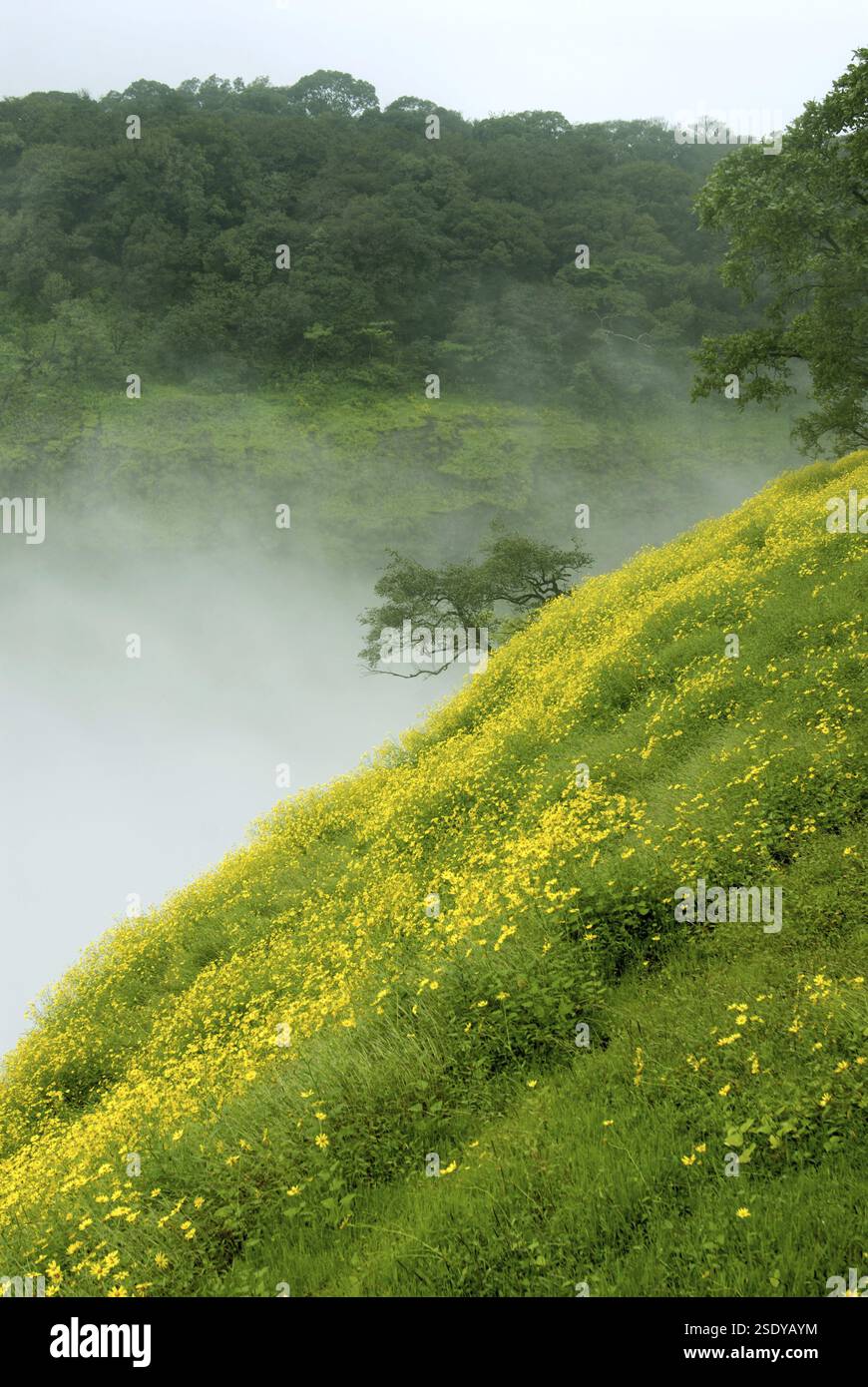 Western Ghats Sahyadri range mountain valley with yellow flowers at ...