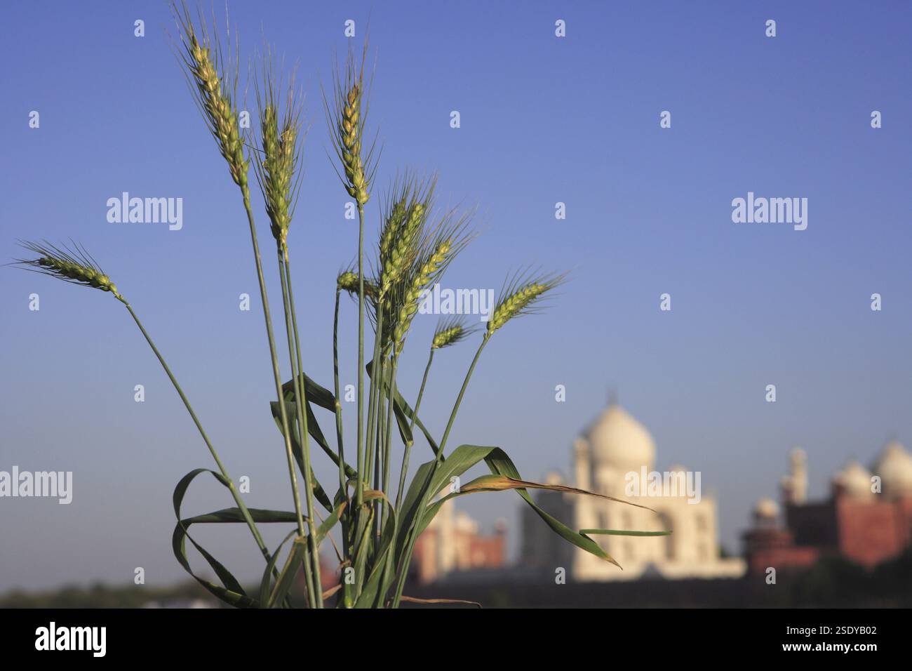 Close ups of wheat crops in field, Agra, Uttar Pradesh, India, Asia ...