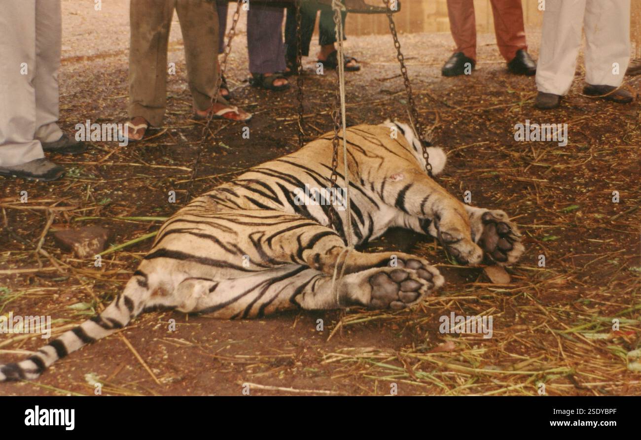 Broken tail of Tiger Panthera tigris run down by train, Dara wildlife ...