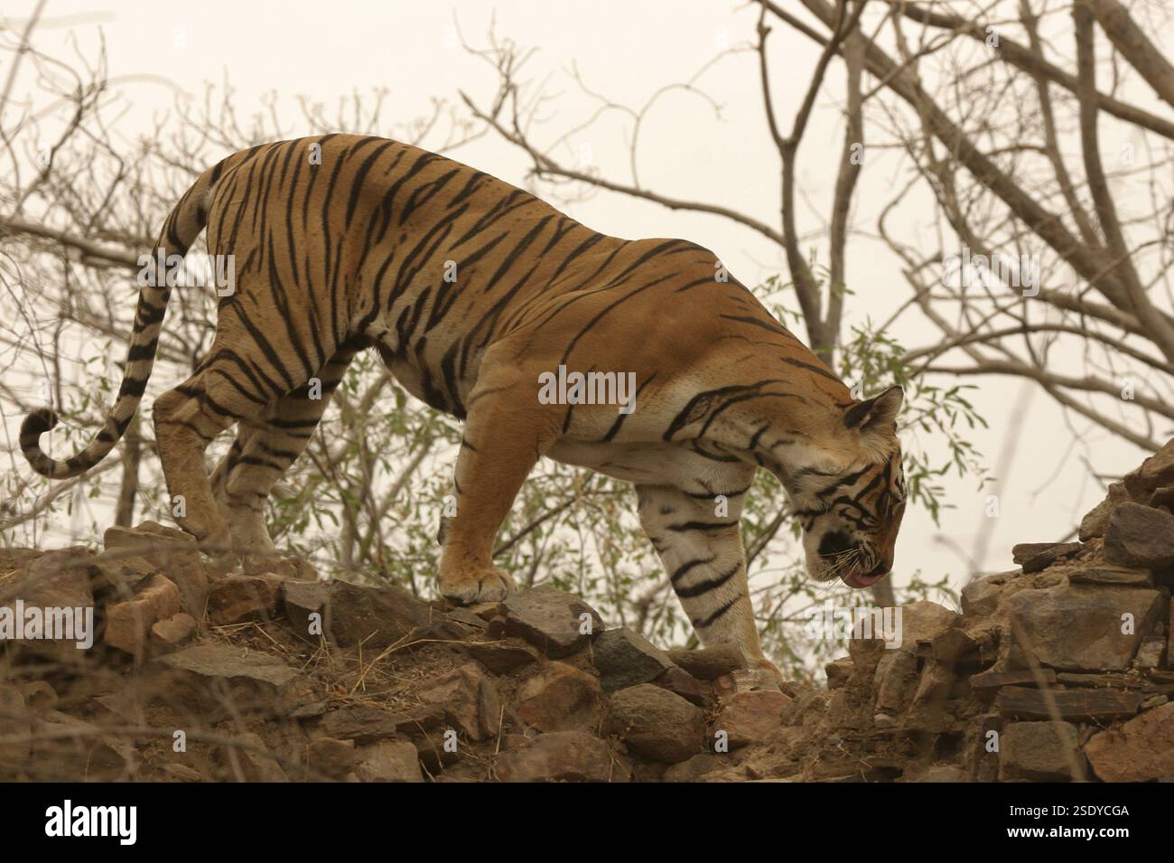 Machali Tigress Panthera tigris searching prey of lake area of ...