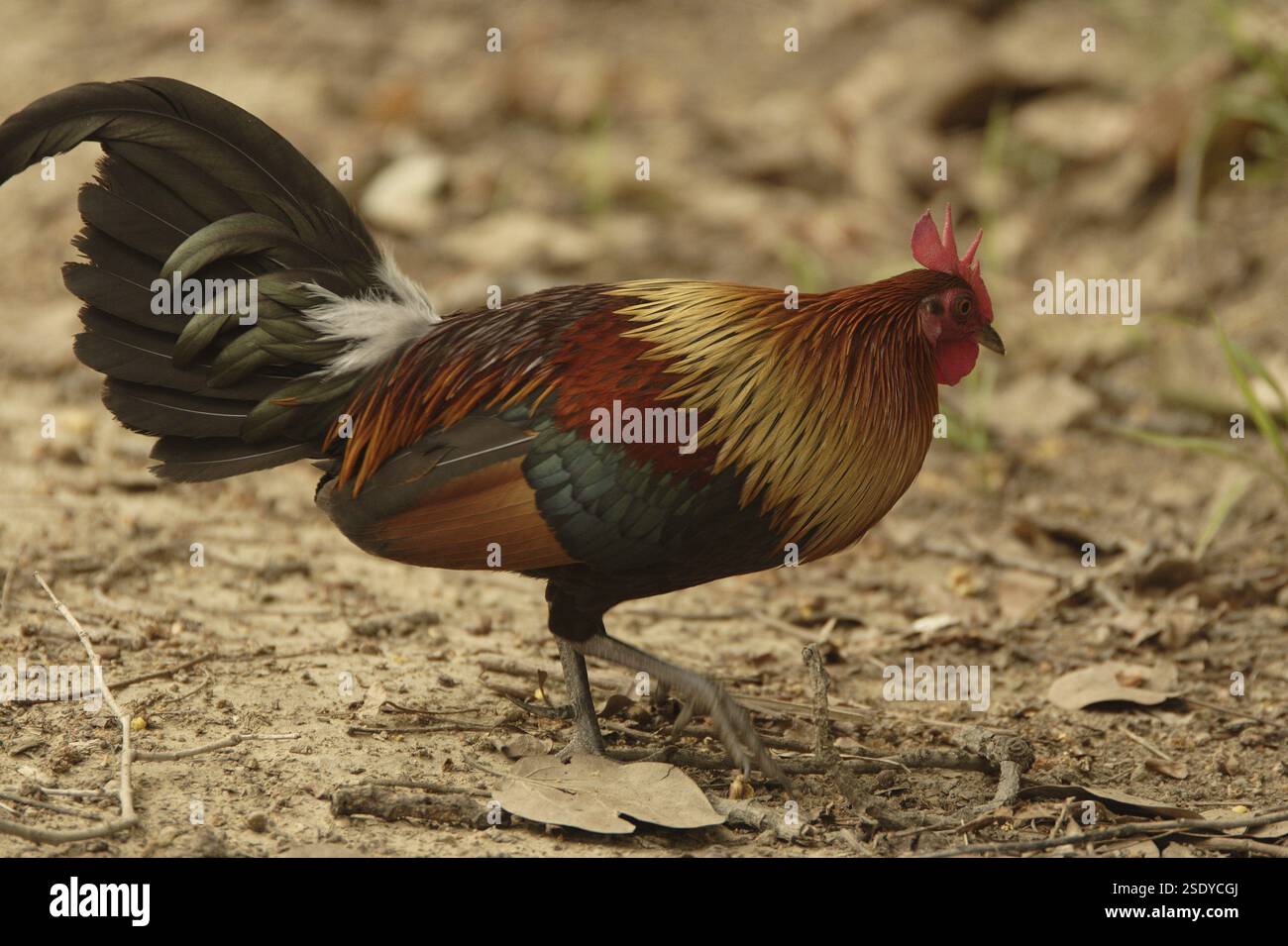 Red Jungle Fowl, Corbett tiger Reserve, Uttaranchal, Rajasthan, India ...