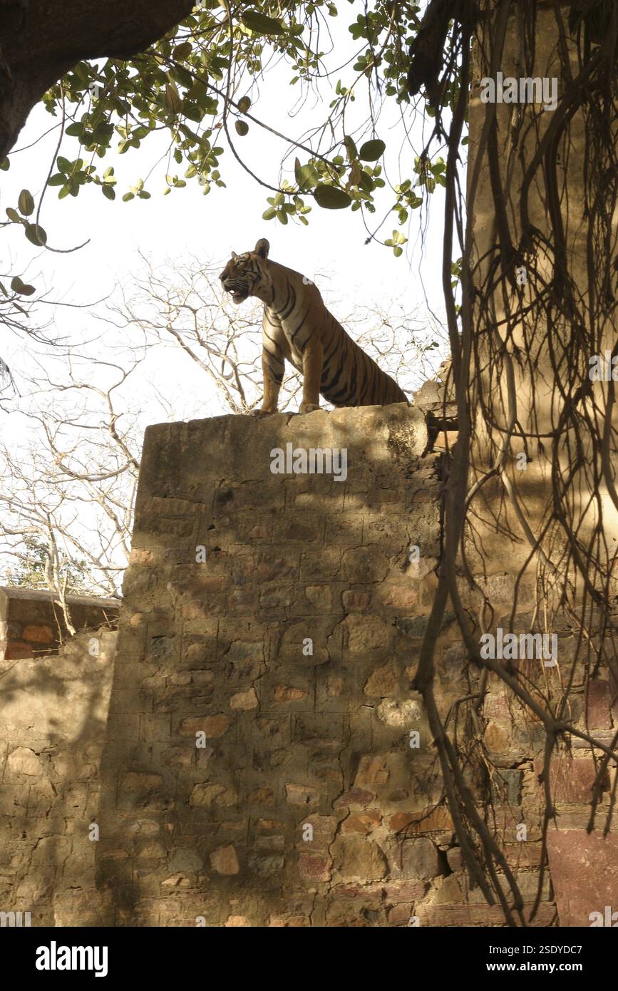 Machali Tigress Panthera tigris on wall of lake area of Ranthambore ...