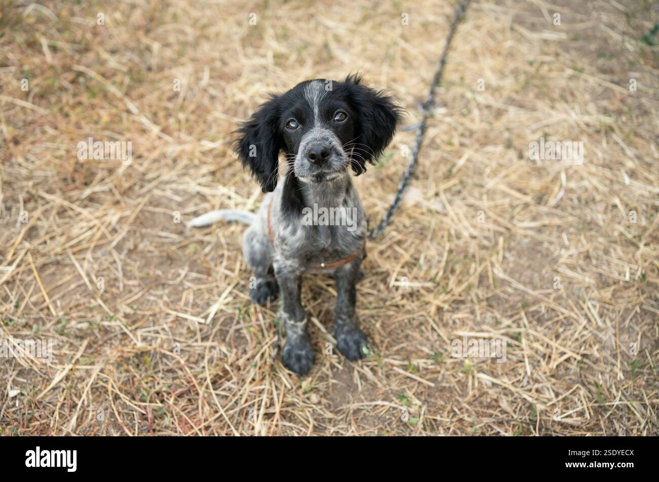 Sad, hungry, thin and lonely dog in chain sitting outside dog house ...