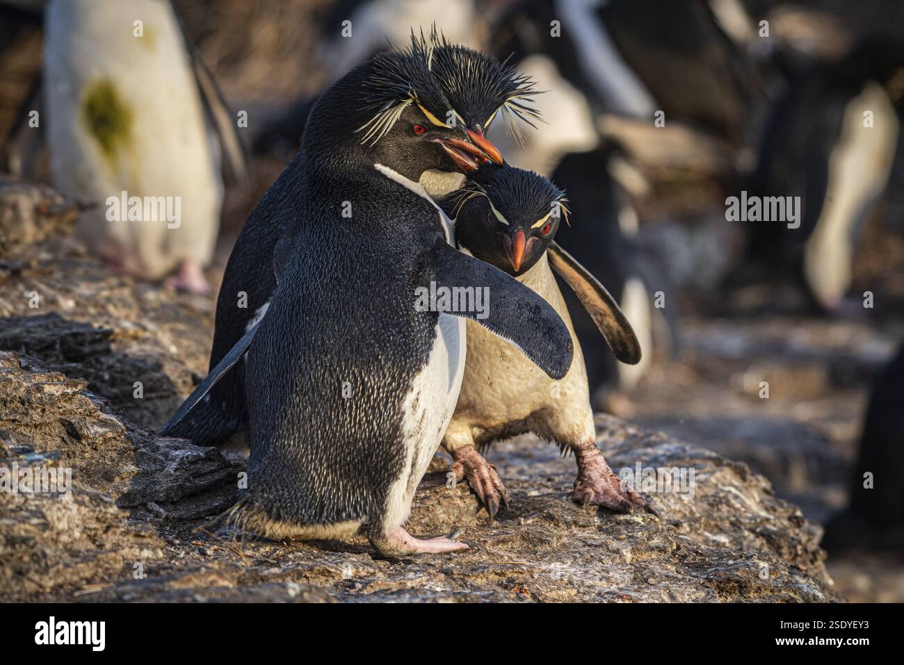 Rockhopper penguins (Eudyptes chrysocome) arguing, Pebble Island ...