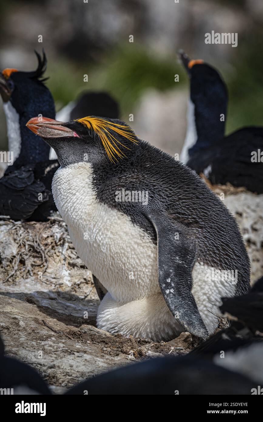 Golden crested penguin (Eudyptes chrysolophus), also macaroni penguin ...
