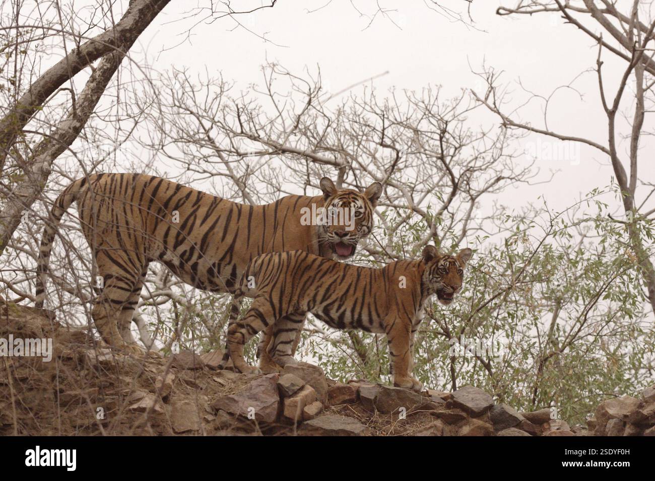 Machali Tigress with one year old cub looking at camera Panthera tigris ...