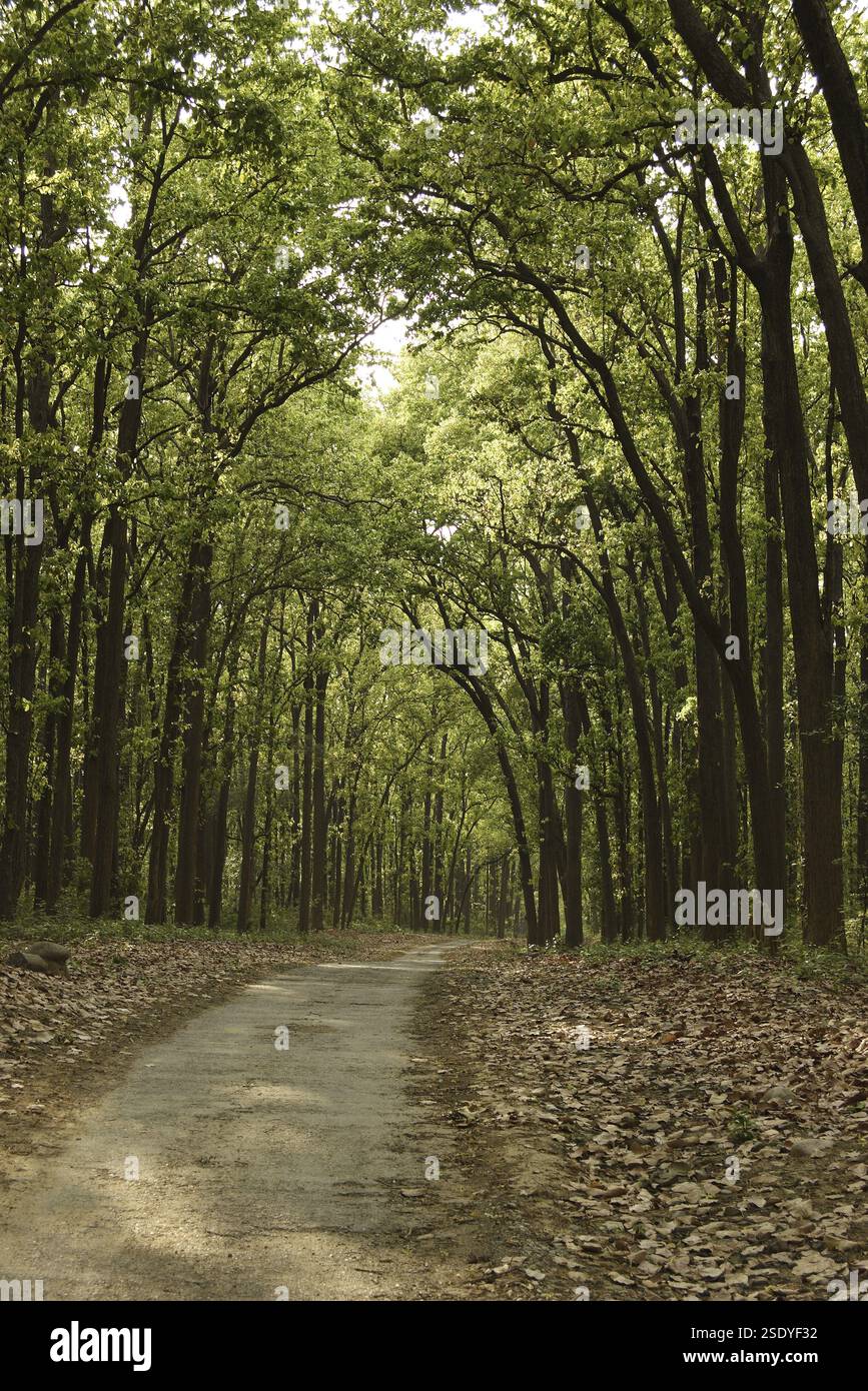 Path between trees in Corbett Tiger Reserve, Uttaranchal, India, Asia Stock Photo - Alamy