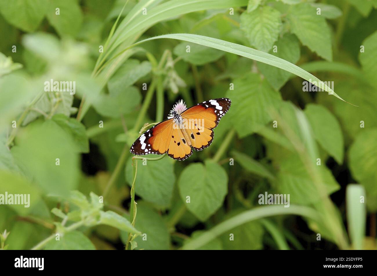 Insects, Butterfly, Plain Tiger (Danaus chrysippus), Gujarat, India ...