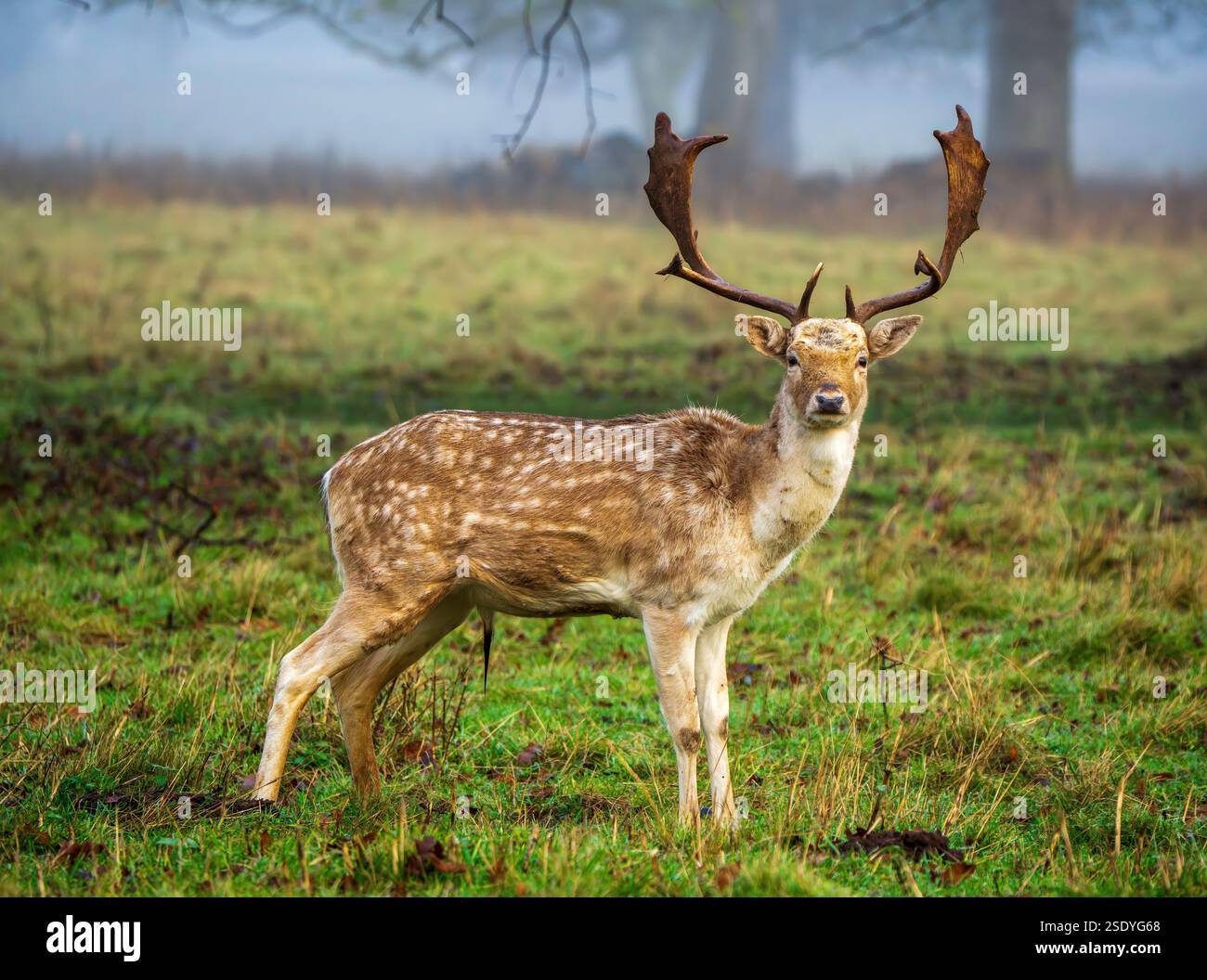 Majestic Fallow Deer in Misty Meadow with Scenic Woodland Backdrop ...