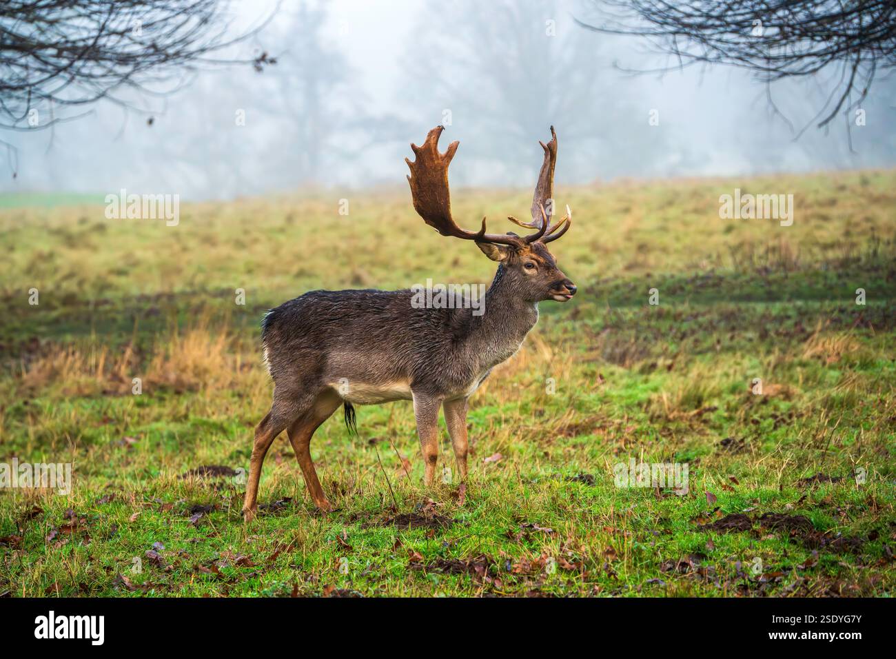 Dark-Hide Fallow Deer Without Spots in Misty Meadow Stock Photo - Alamy