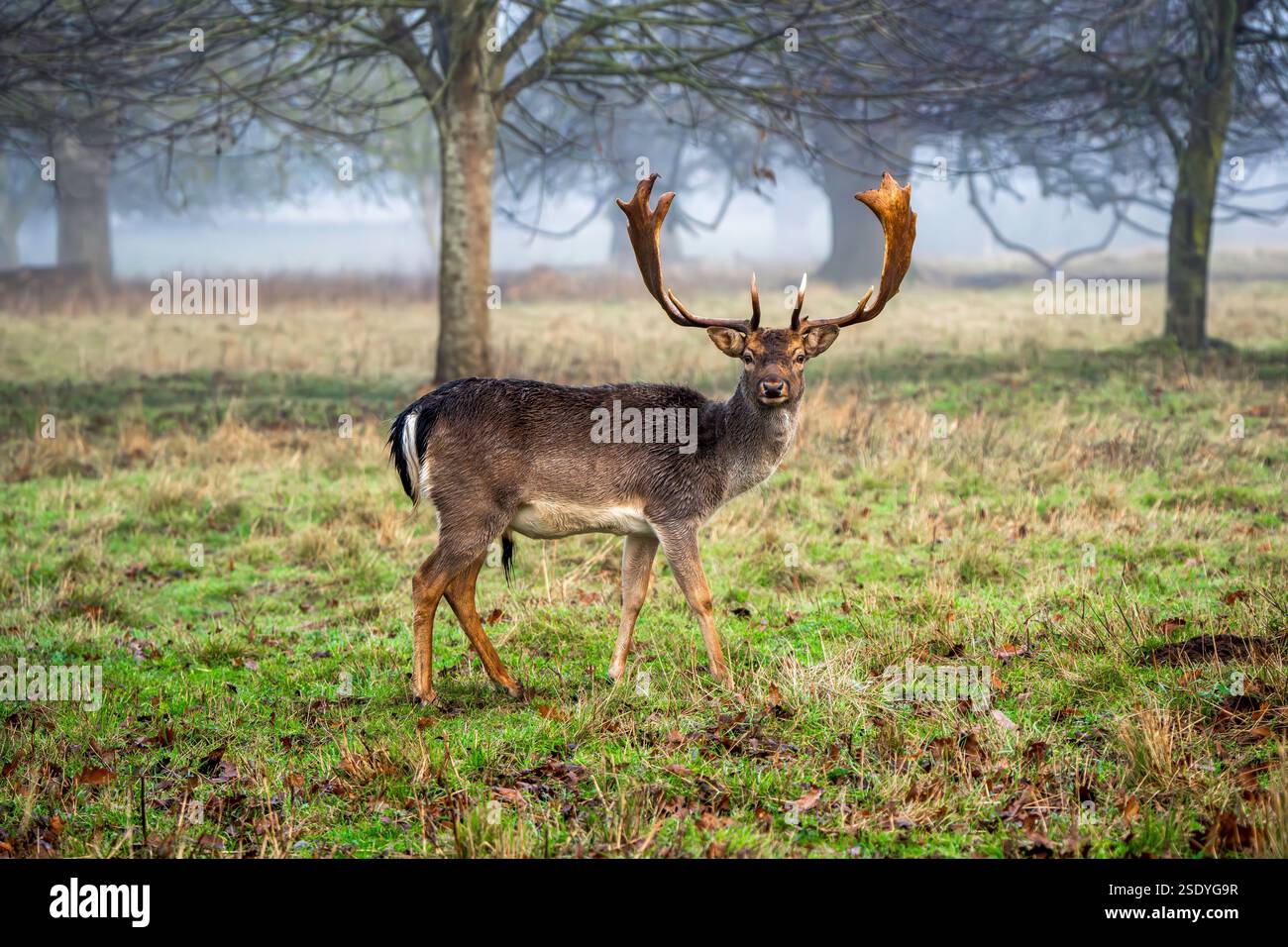 Dark-Hide Fallow Deer Without Spots in Misty Meadow Dark-Hide Fallow ...