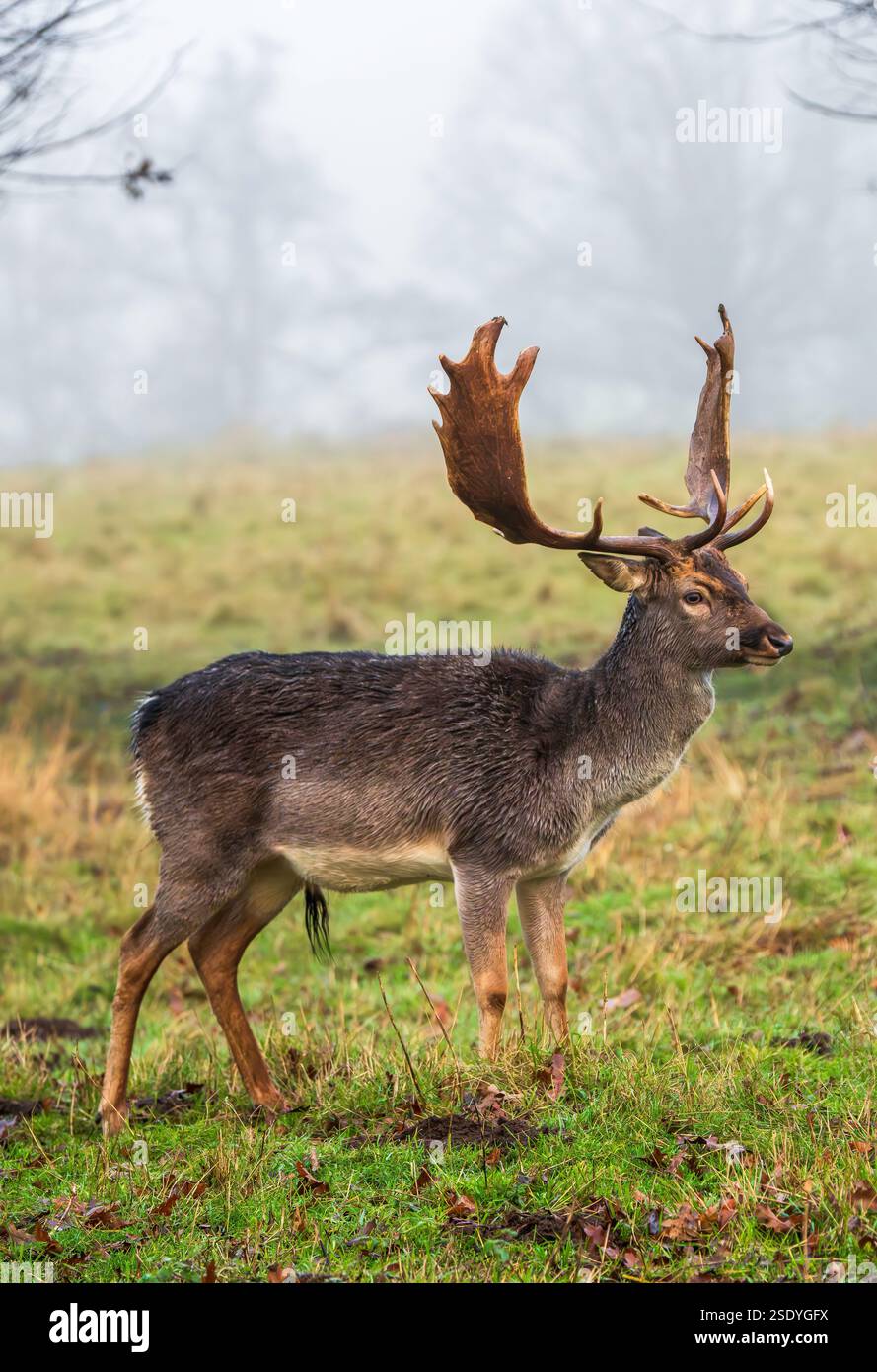 Dark-Hide Fallow Deer Without Spots in Misty Meadow Stock Photo - Alamy