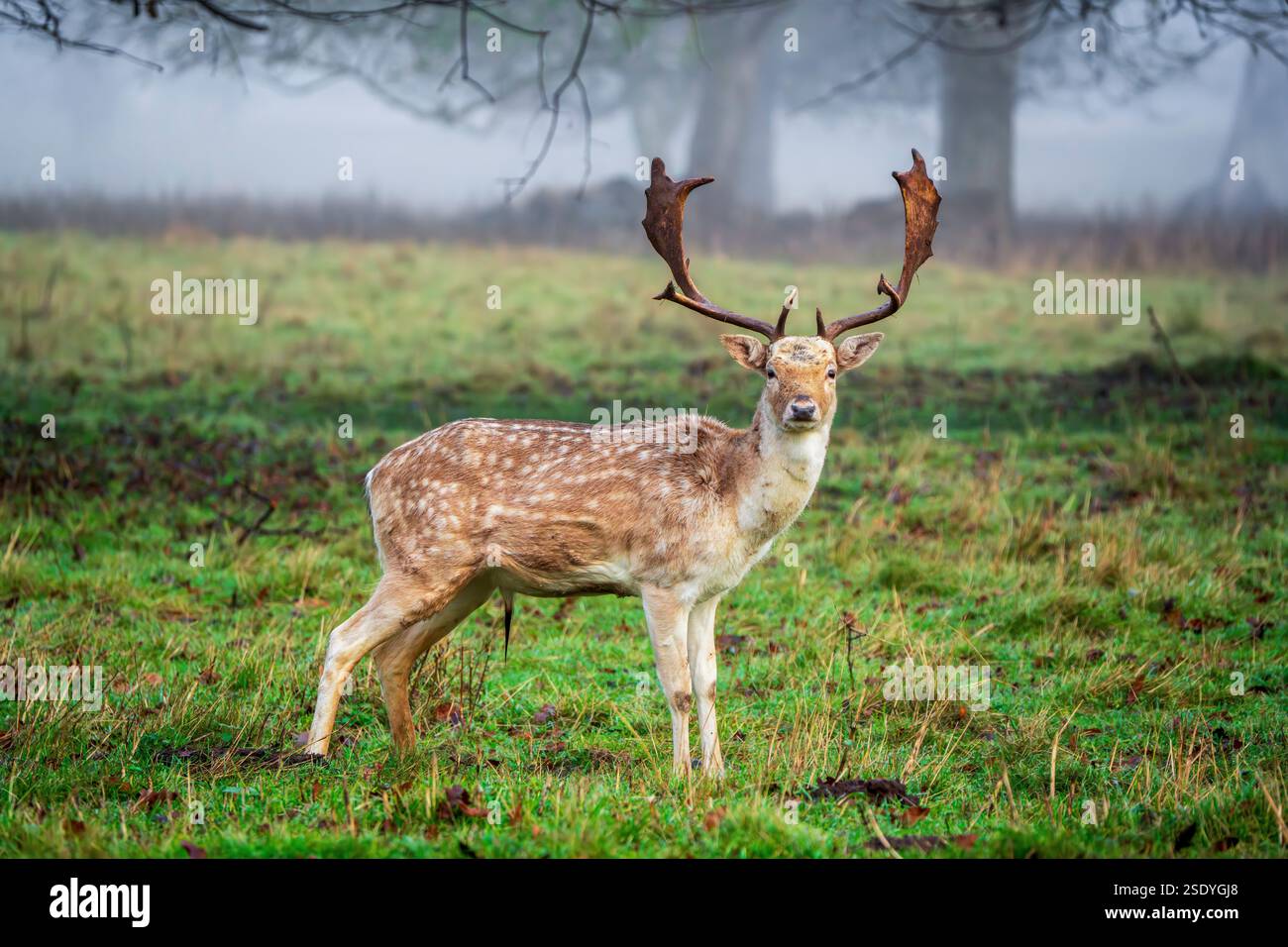 Majestic Fallow Deer in Misty Meadow with Scenic Woodland Backdrop ...