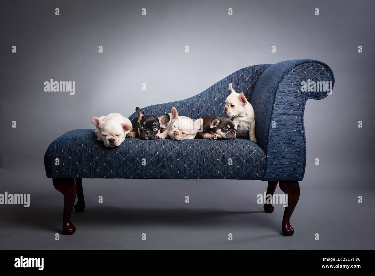 one awake french bulldog puppy with 4 sleepy puppies on a blue sofa ...