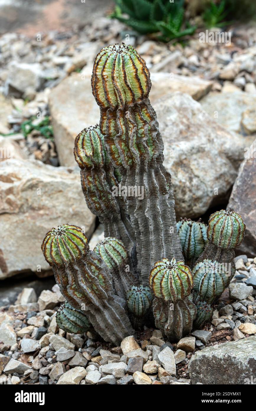 Euphorbia horrida a cactus like flowering shrub plant commonly known as ...