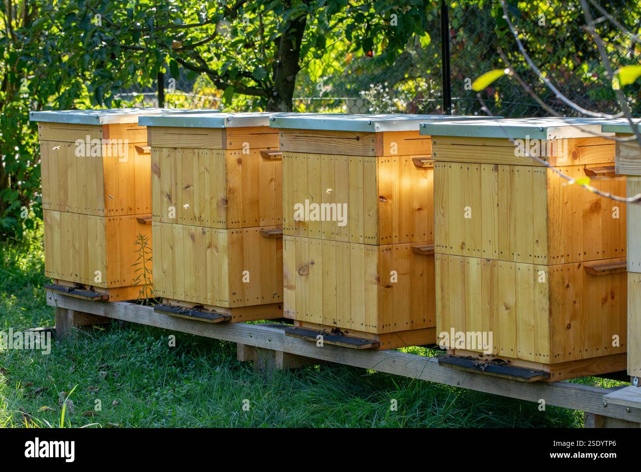 A Gorgeous and Beautiful Line of Bee Hives Found in a Peaceful and ...