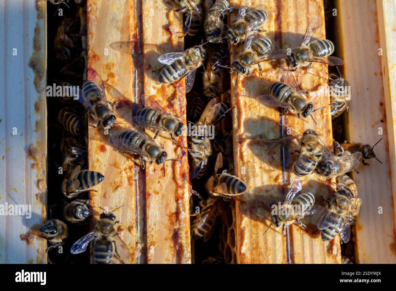 Bees are busy in a hive, highlighting their essential role in natures ...