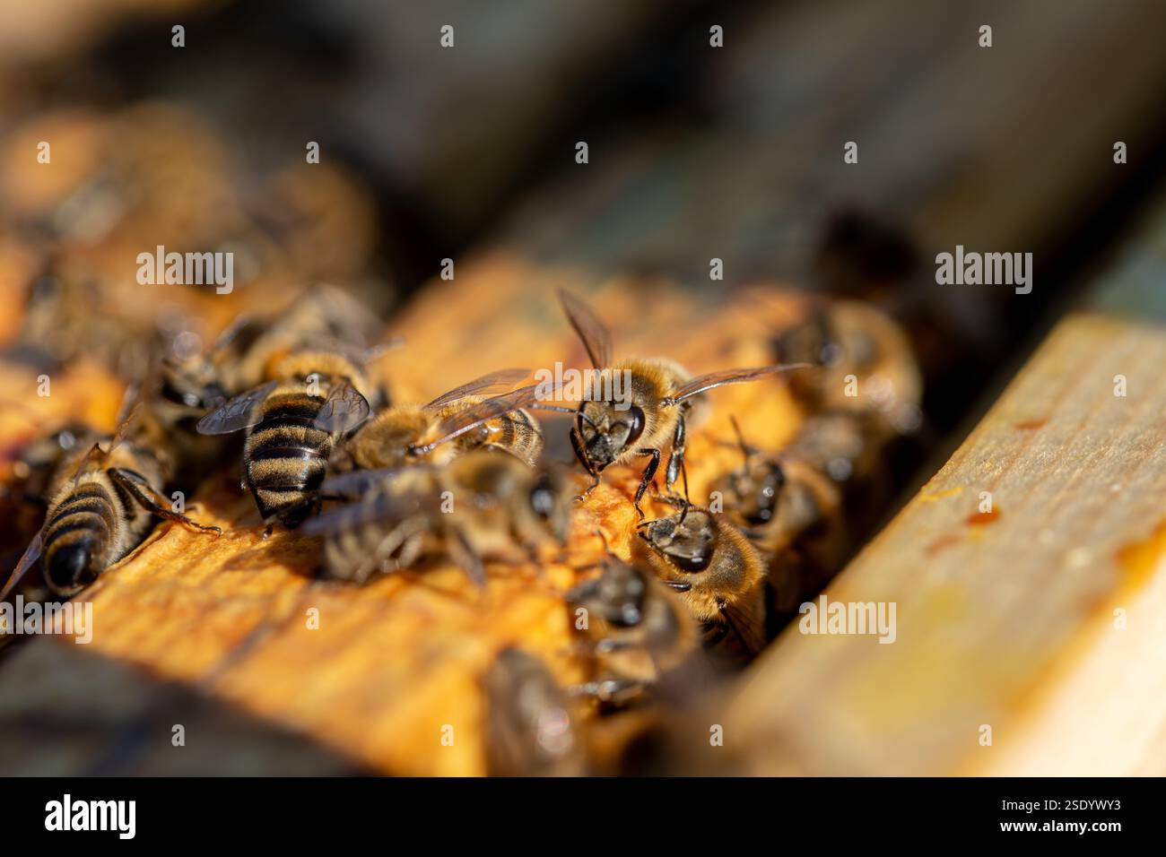 Honey Bees Busy at Work on a Beautiful Wooden Frame Inside the Beehive ...