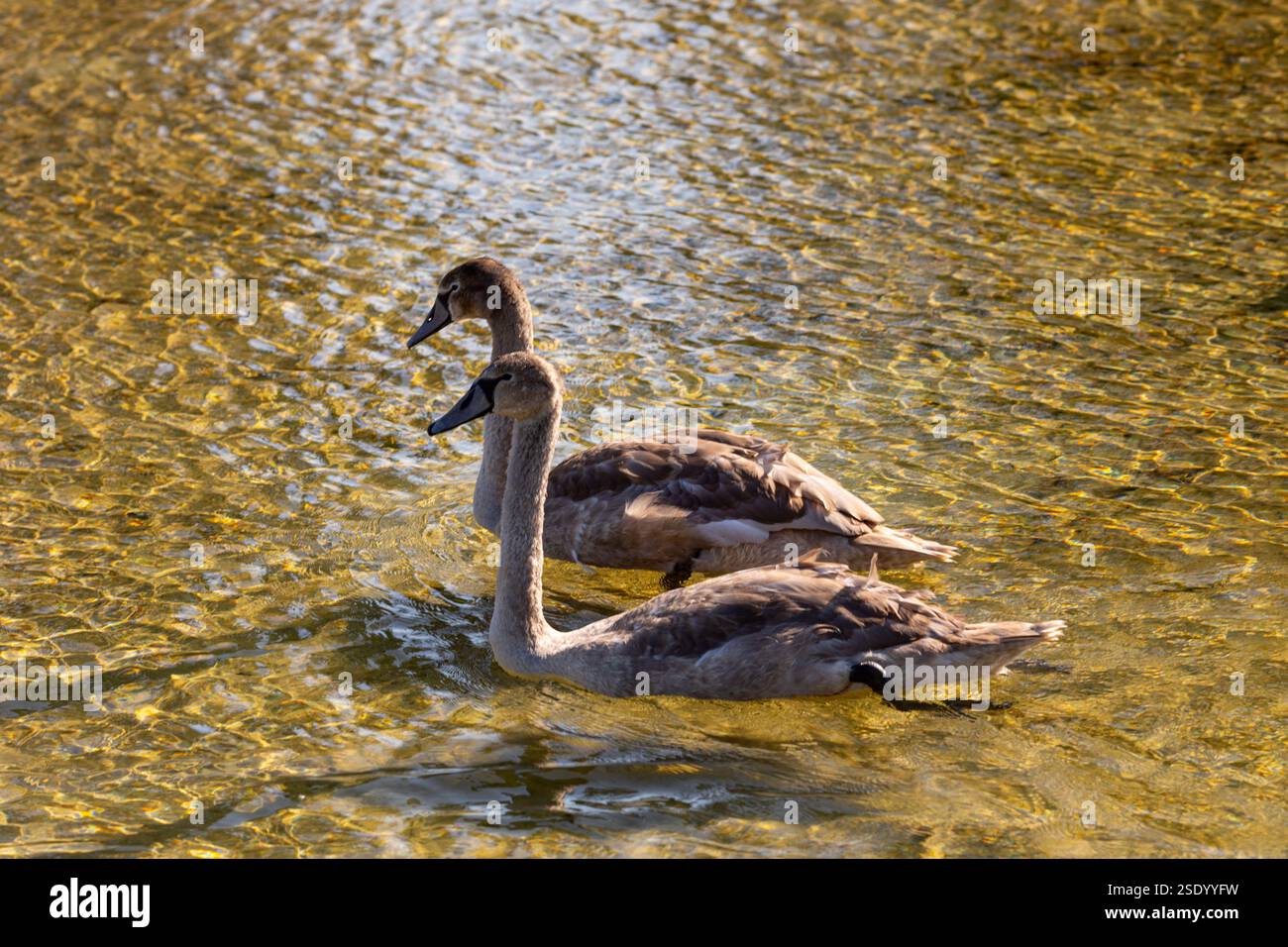 Two elegant cygnets gracefully swimming together in a tranquil pond ...