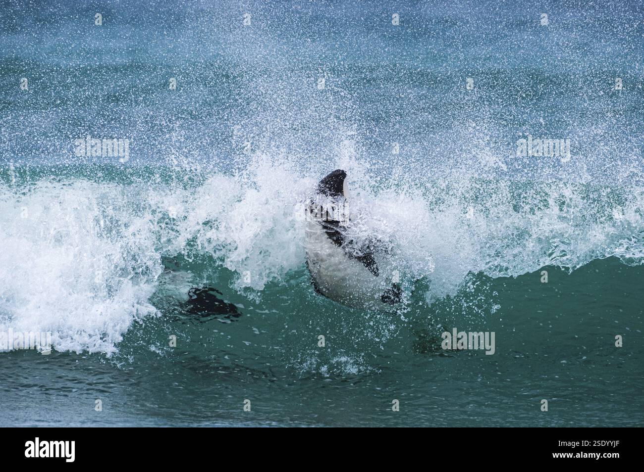 Commerson's dolphins (Cephalorhynchus commersonii), also known as ...