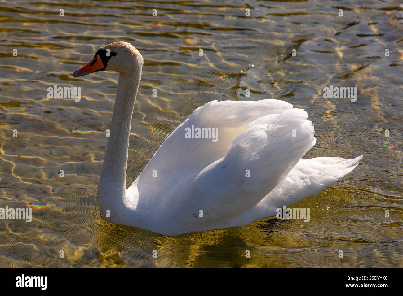An Elegant Swan is Gracefully Gliding on the Serene Surface of the Calm ...