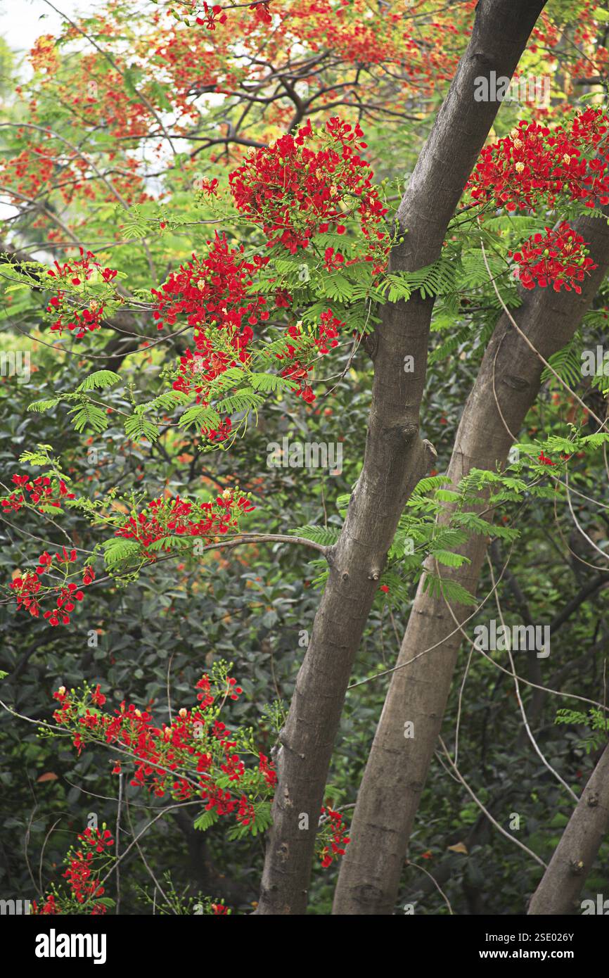 Green leaves and red flower of gul mohur tree delonix regia, Grant Road ...