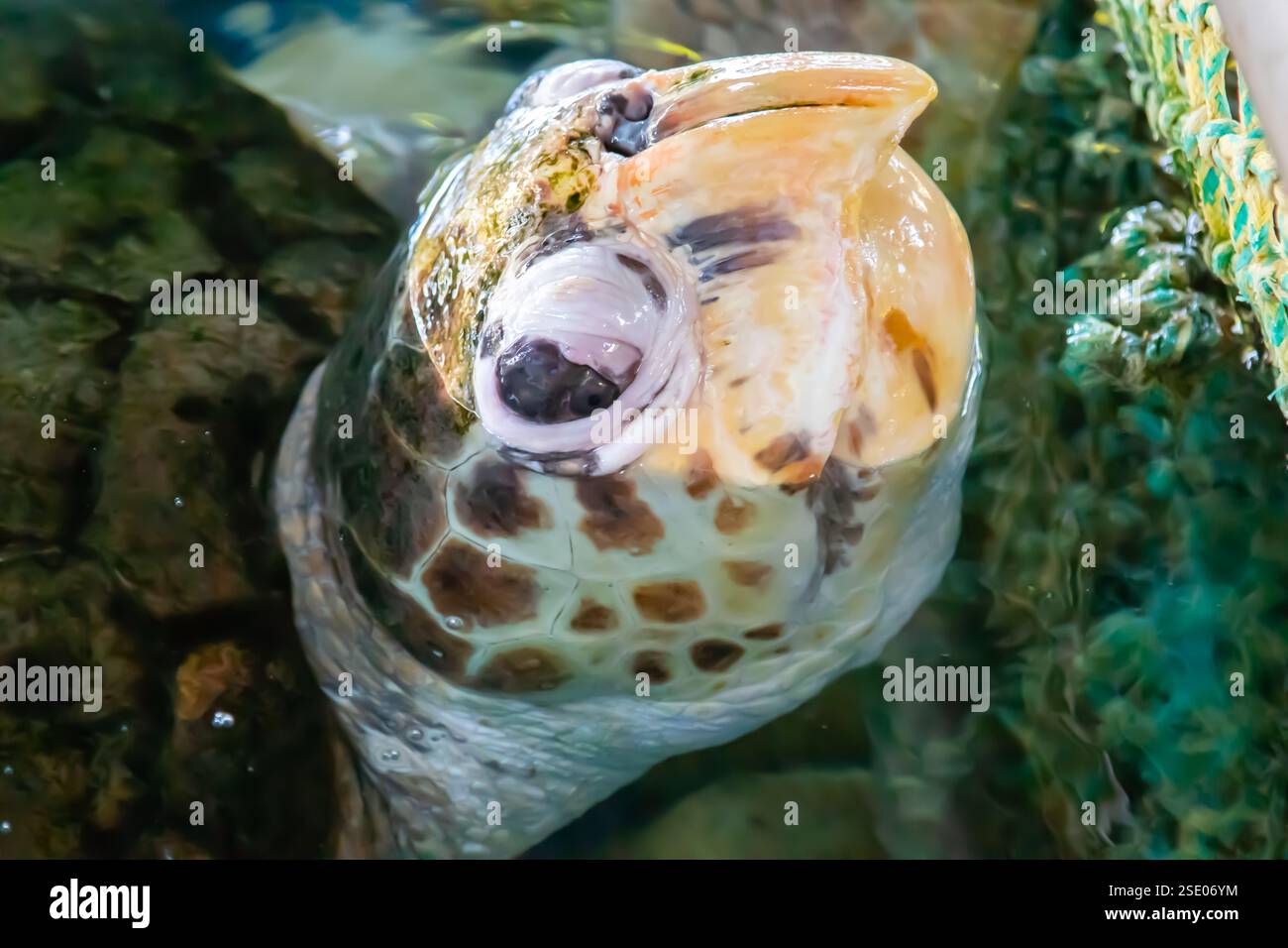 Turtle head out of water Stock Photo - Alamy