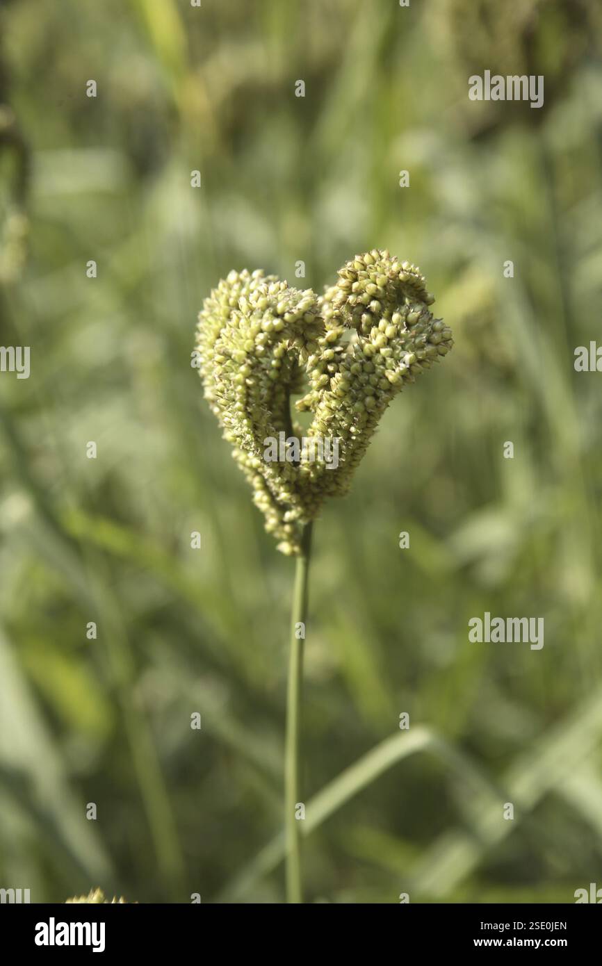 Finger millet Eleusine coracana, Amharic also known as African millet ...