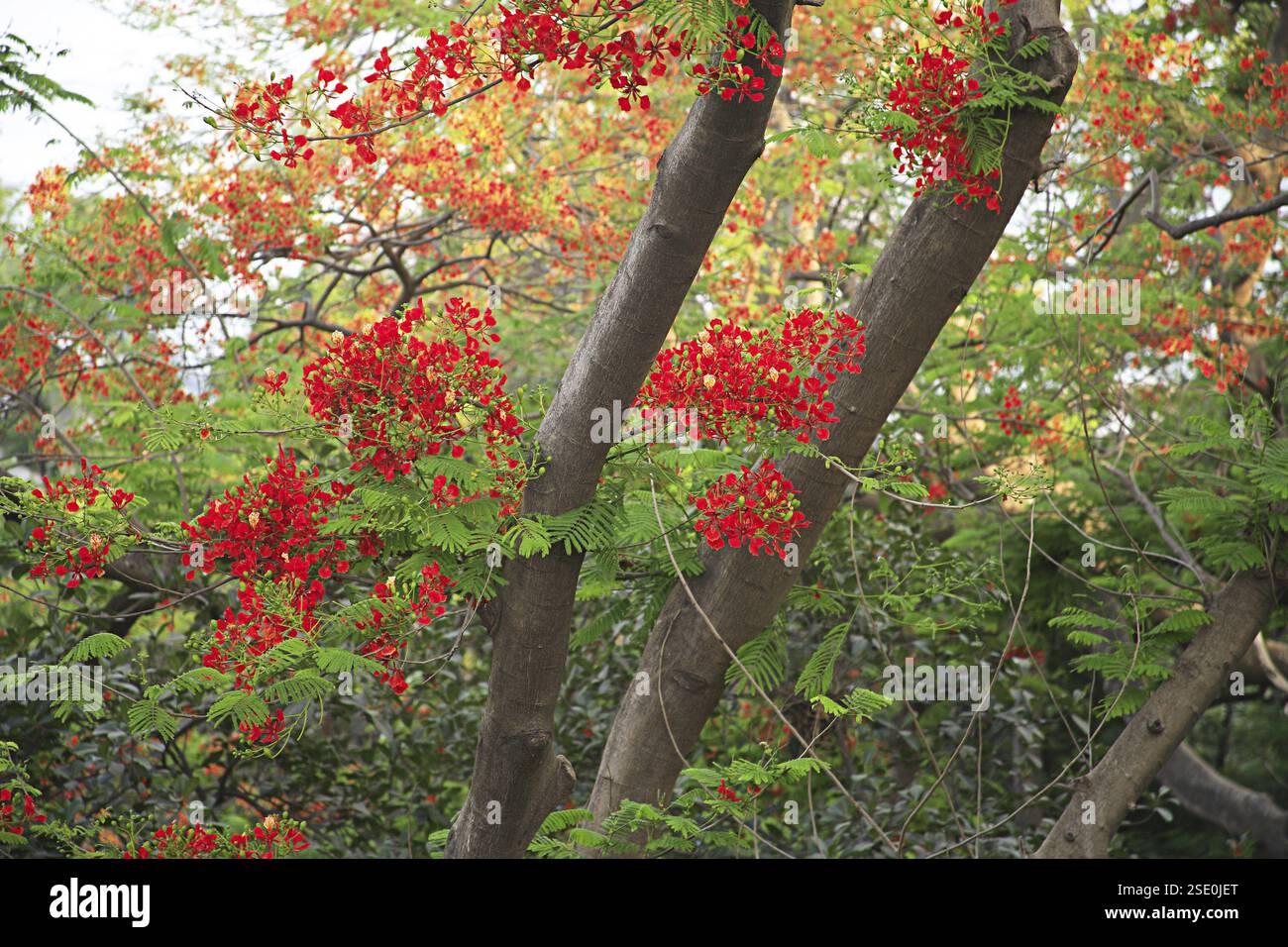 Green leaves and red flower of gul mohur tree delonix regia, Grant Road ...