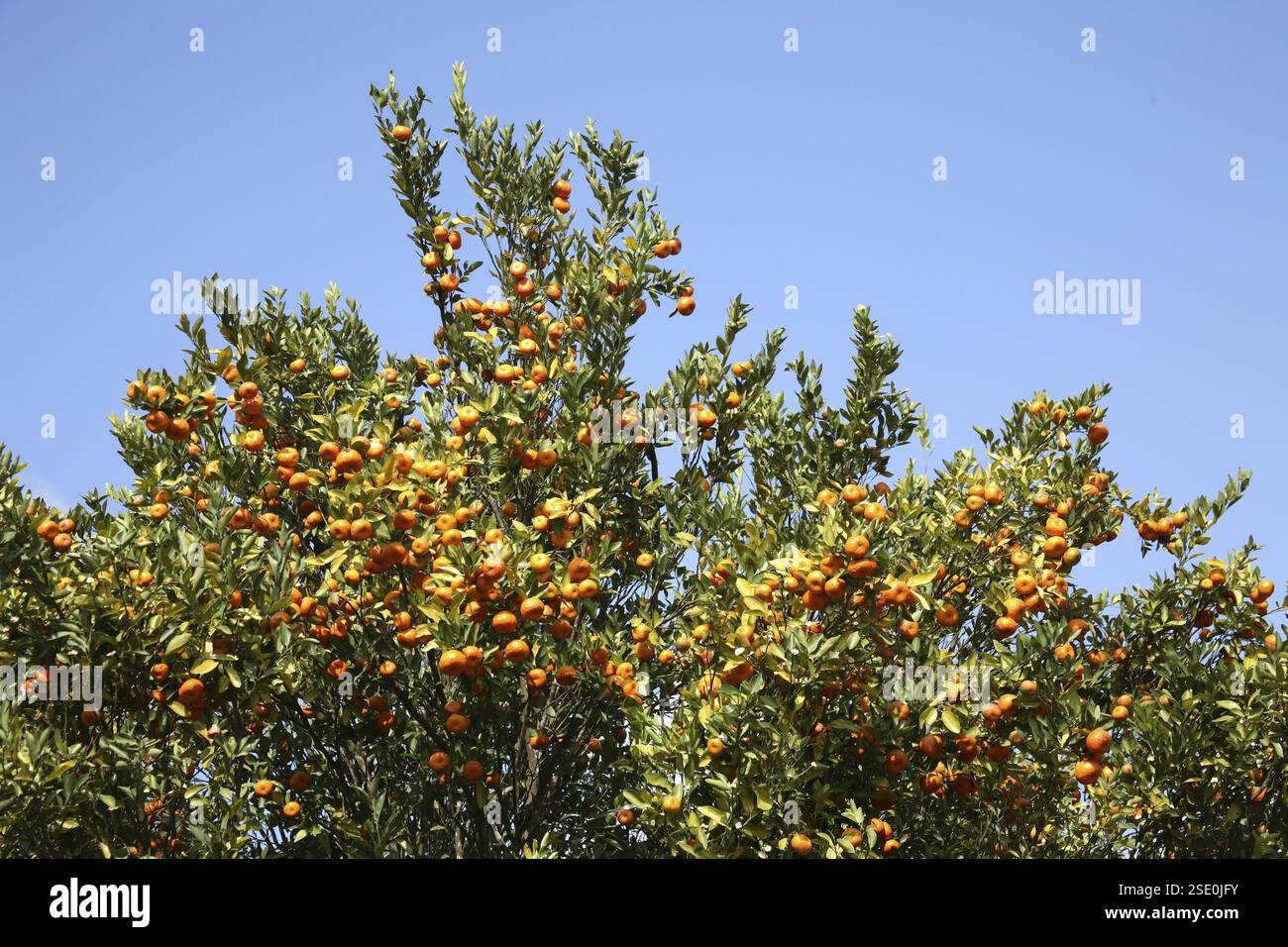 Fruits, Oranges on tree Citrus reticulata Clementin Rutaceae on the way ...