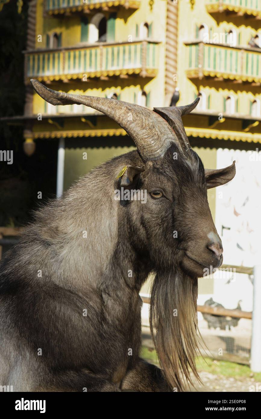 Frontal view facing right hi-res stock photography and images - Alamy