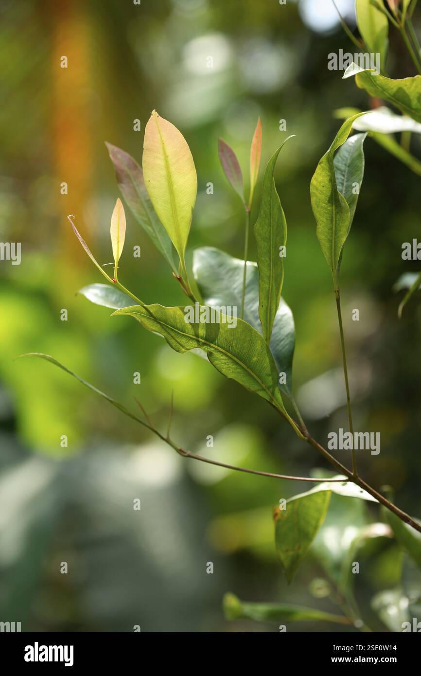 Spice, medicinal plant common name Clove Botanical name Syzygium ...