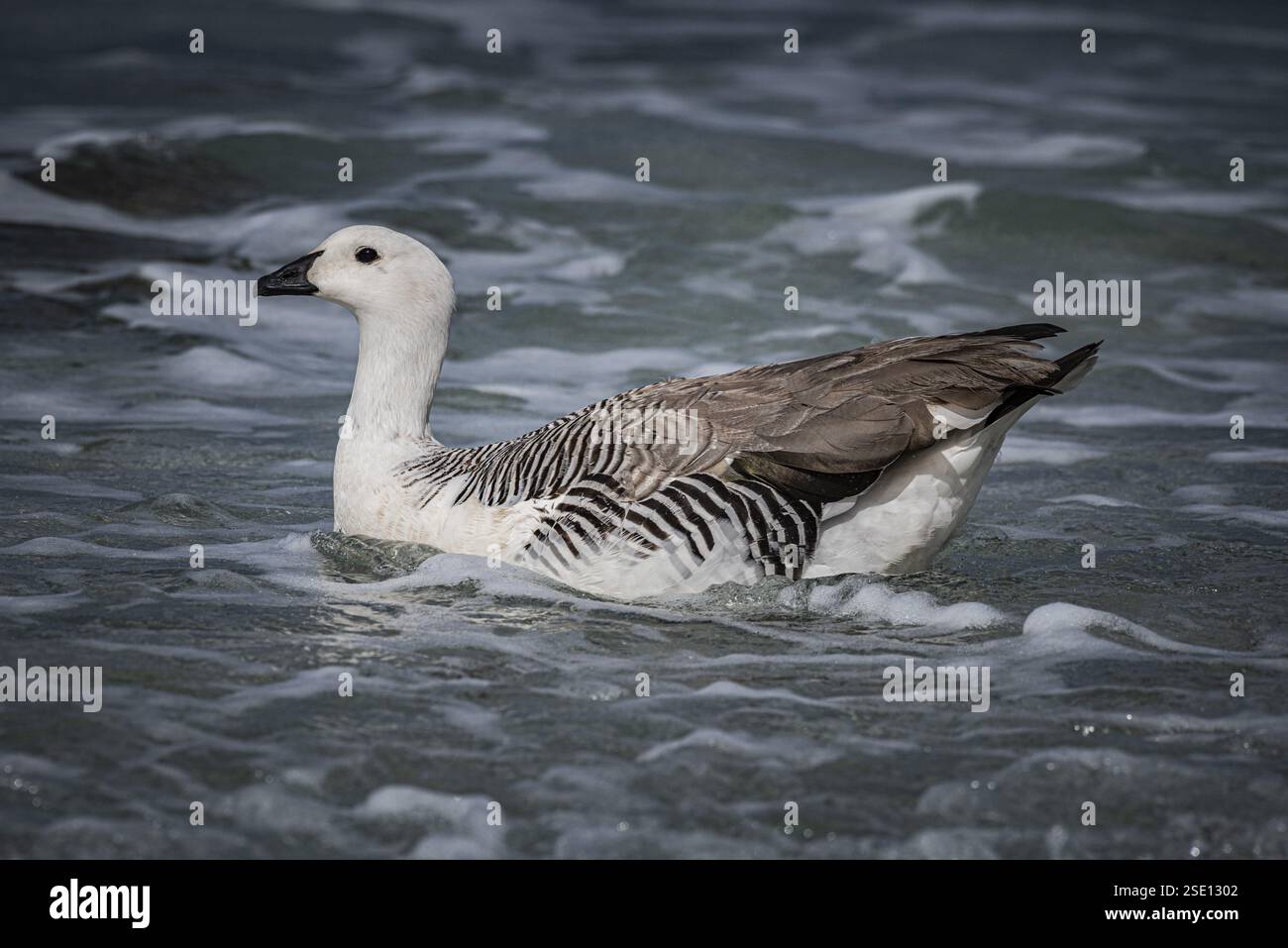 Male female south american hi-res stock photography and images - Alamy