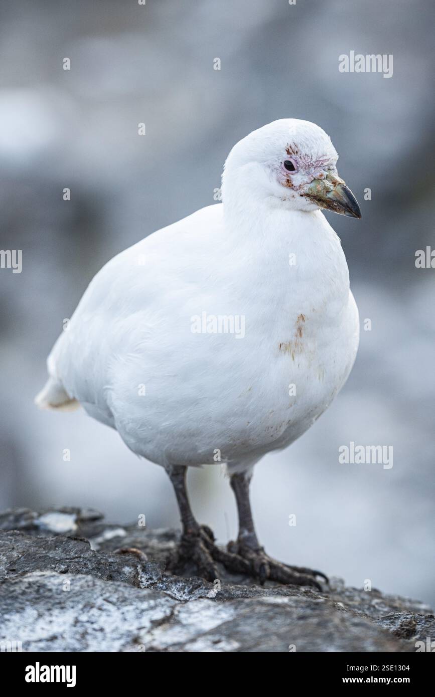 White-faced sheathbill (Chionis alba), Bleaker Island, Falkland Islands ...