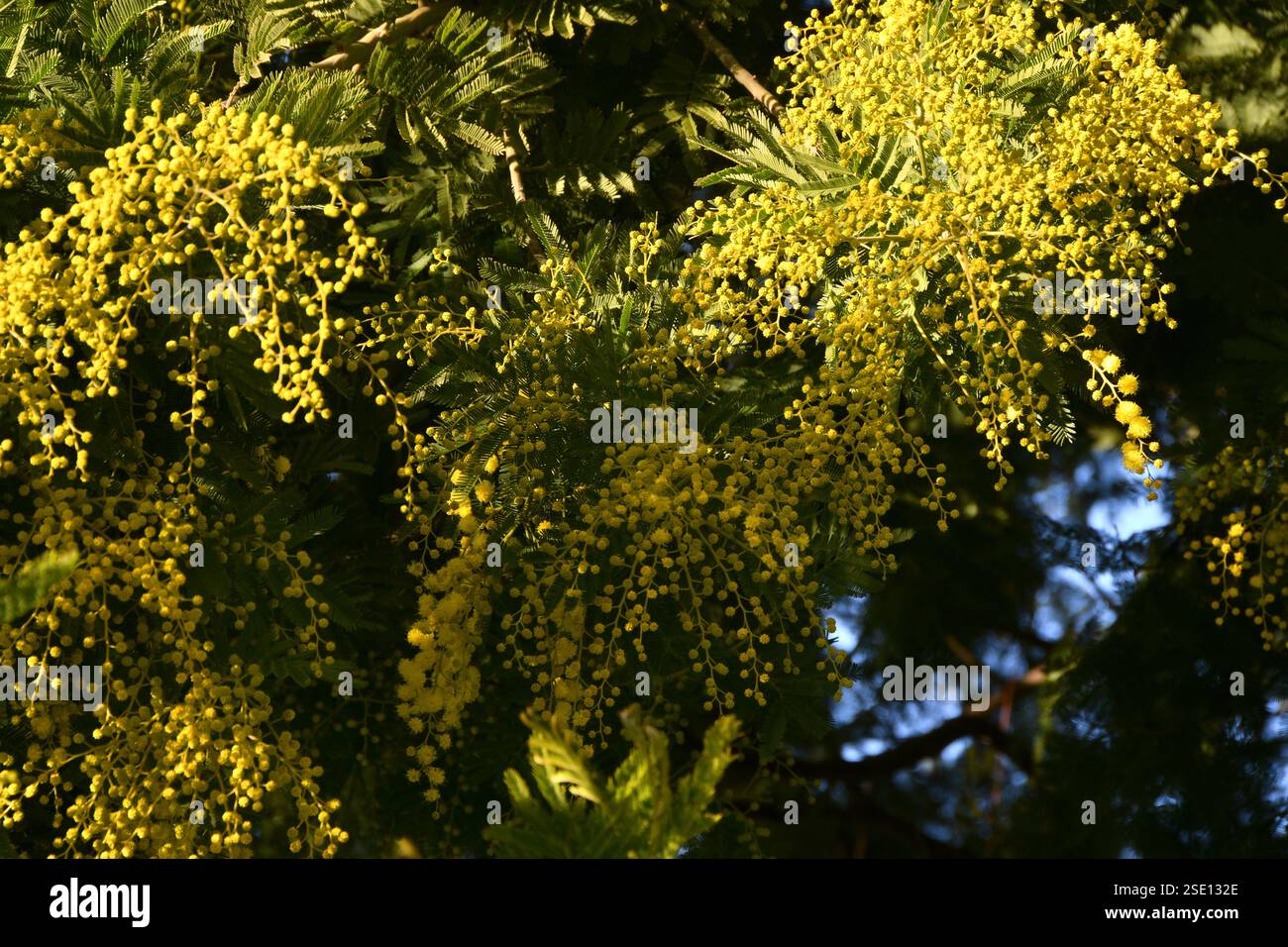 Flowering mimosa tree. The flowery branch of mimosa is offered to women ...