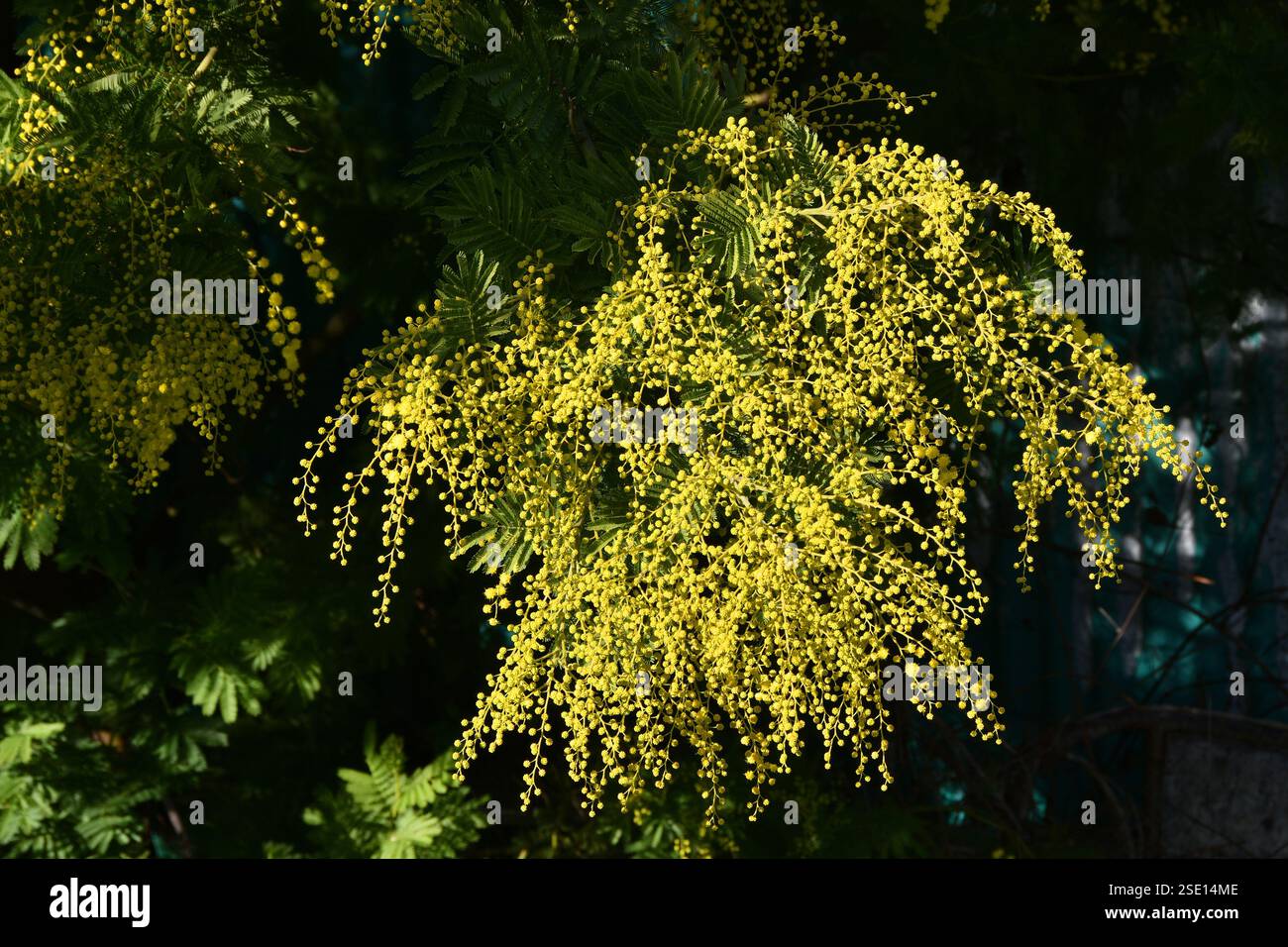 Flowering mimosa tree. The flowery branch of mimosa is offered to women ...