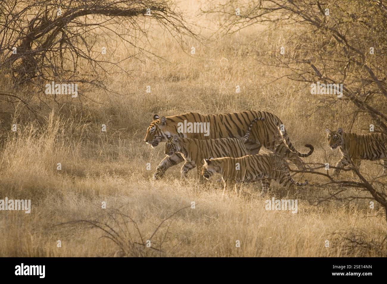 Tigress with cubs Panthera Tigris Bengal tiger in dry grasslands of ...