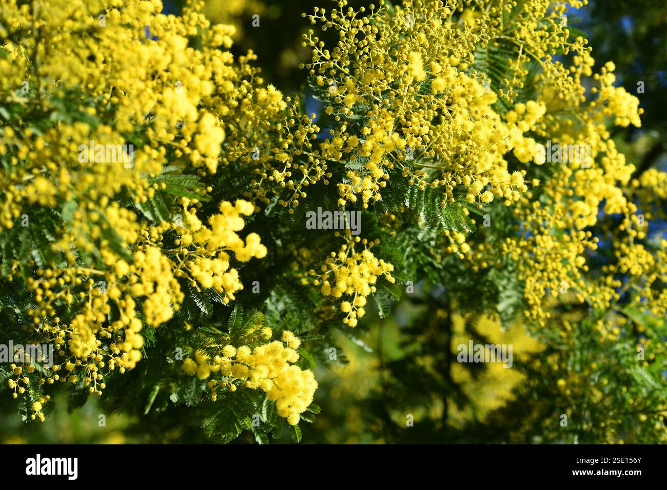 Flowering mimosa tree. The flowery branch of mimosa is offered to women ...