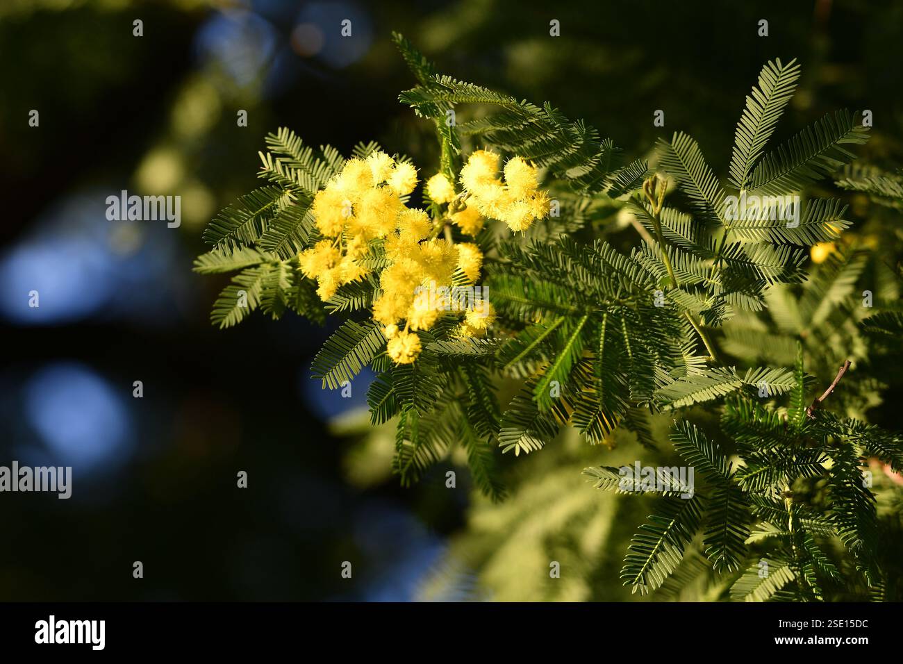 Close up of Flowering mimosa tree. Mimosa blooms background. The ...