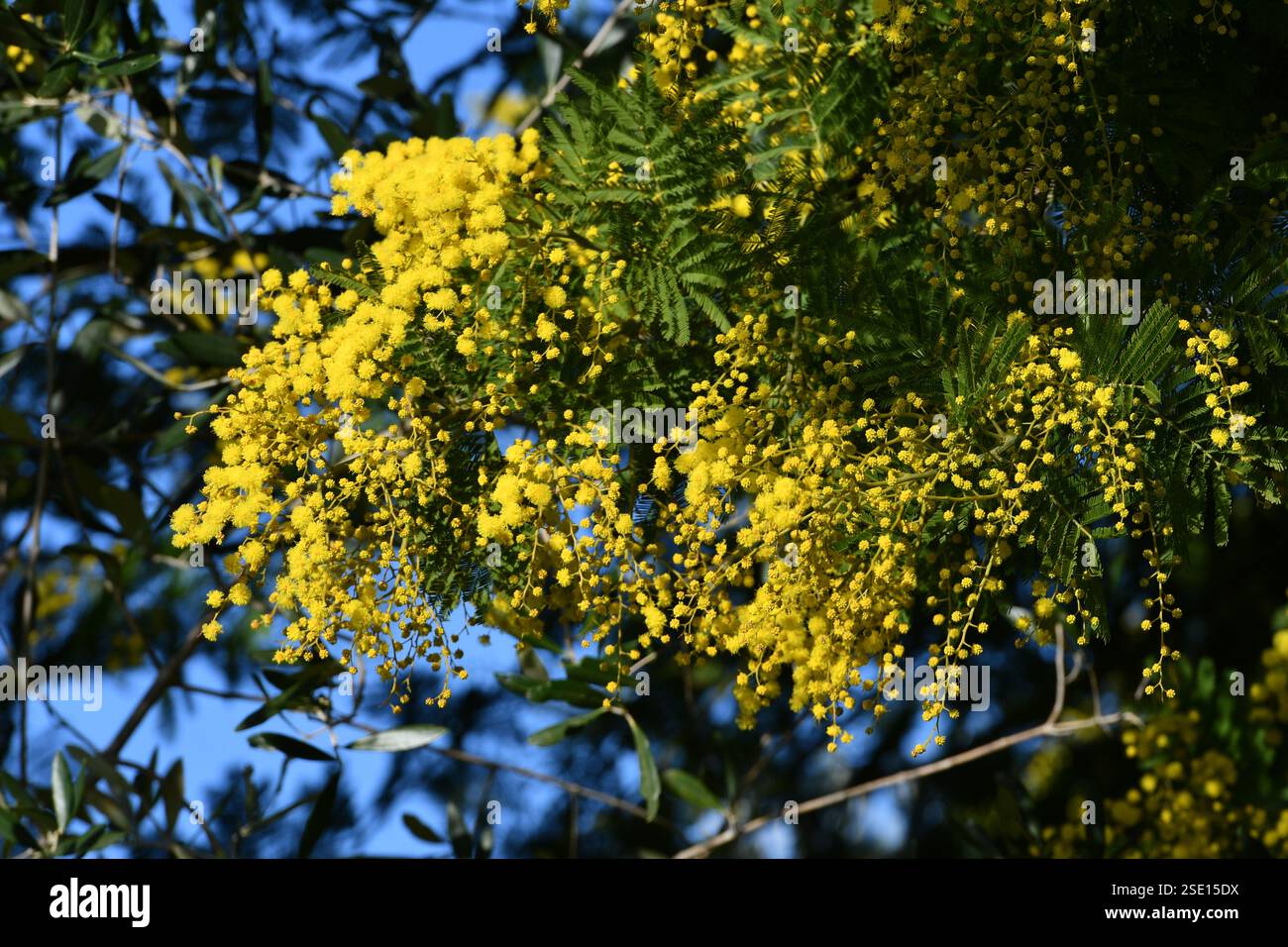 Flowering mimosa tree. The flowery branch of mimosa is offered to women ...