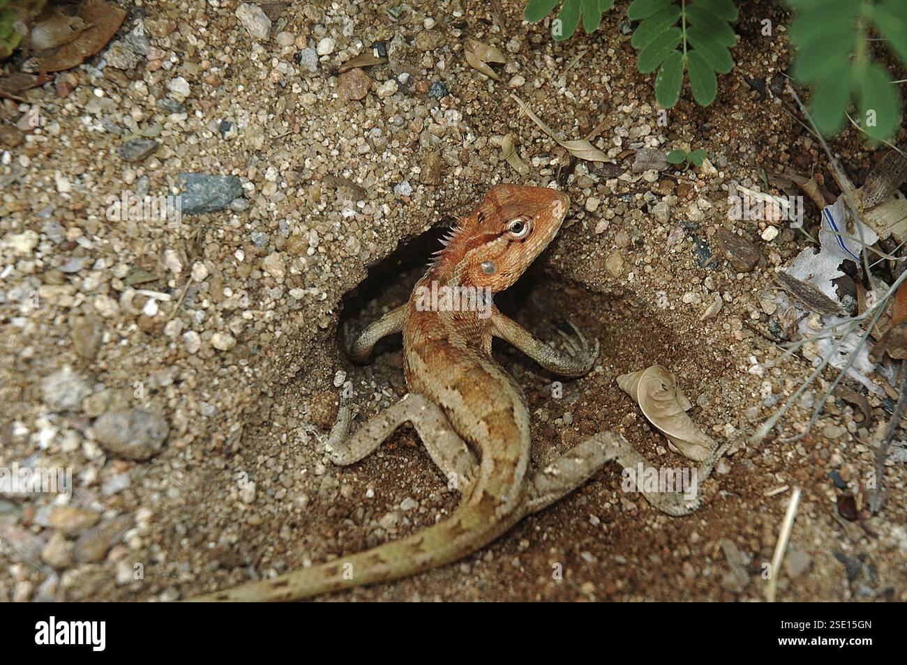 Reptiles, Garden Lizard laying eggs Stock Photo - Alamy